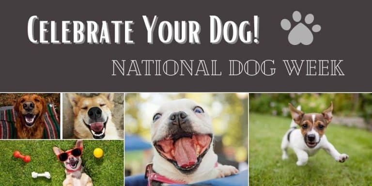 Celebrate Your Dog - National Dog Week - Big Times Kennel